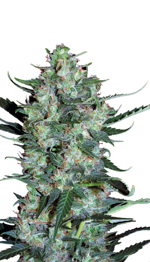Auto White Russian Strain ® Originally Bred by Serious Seeds